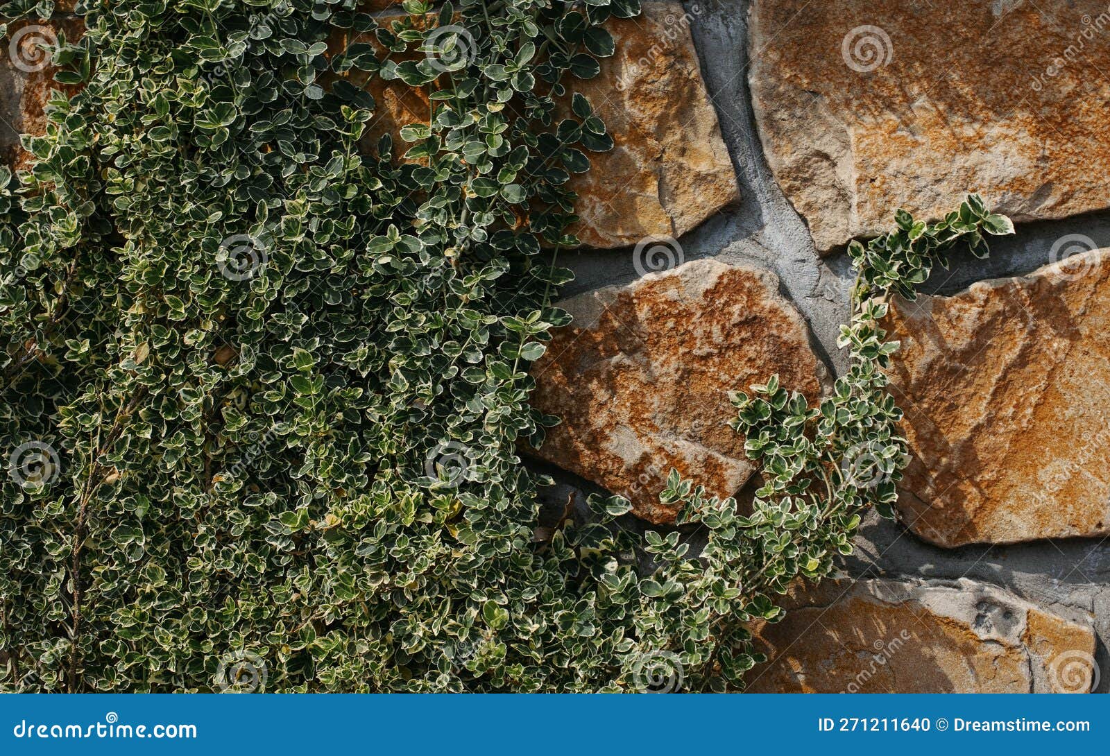 Greenery on a Stone in the Landscape. Place for Text Stock Photo ...