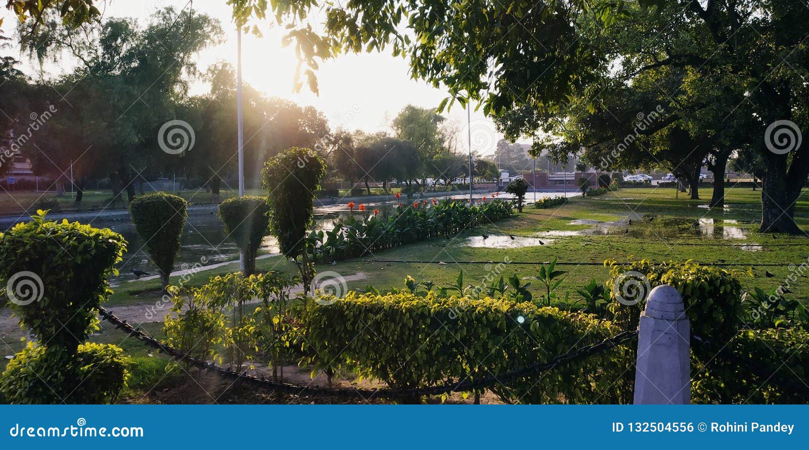 Greenery stock photo. Image of shine, green, rays, greenery - 132504556
