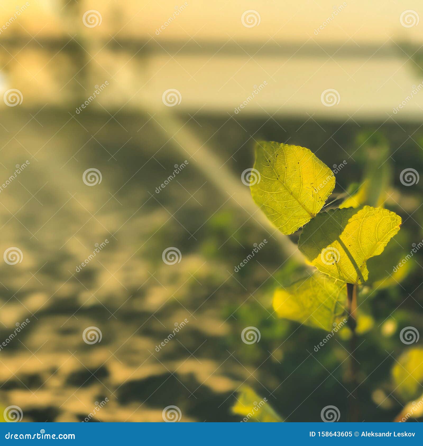 Nature stock image. Image of nature, sunset, green, greenery - 158643605