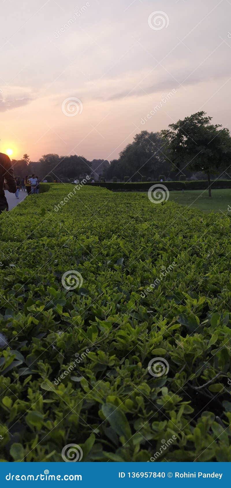 Sunset editorial image. Image of green, sunset, greenery - 136957840