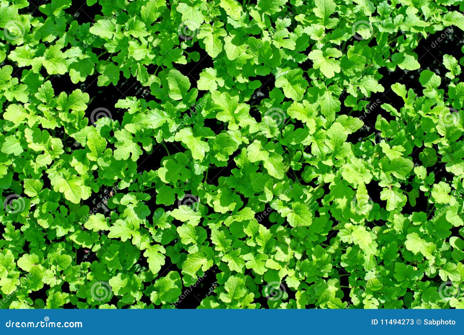 Greenery texture stock image. Image of botanical, revival - 11494273