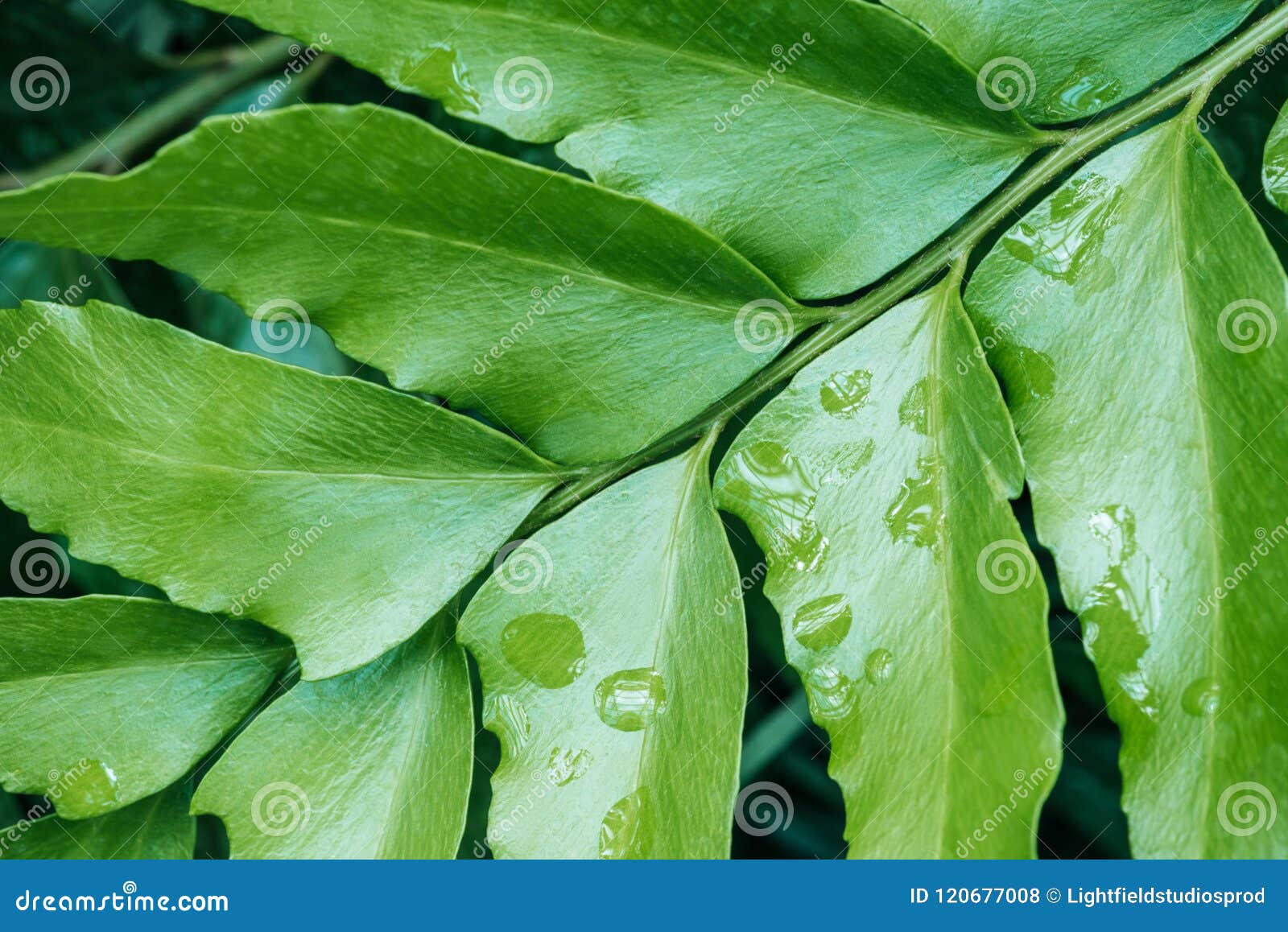 Greenery Texture with Green Leaves Stock Photo - Image of season, green ...