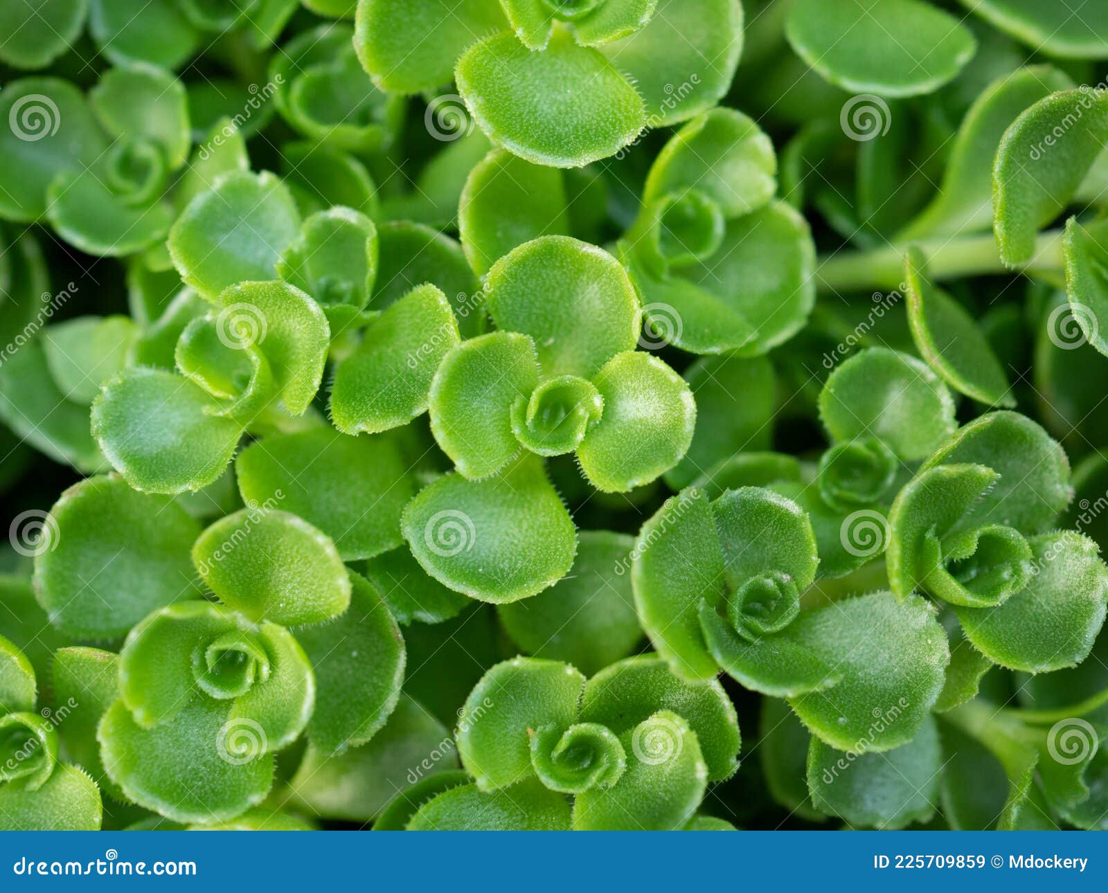 Greenery texture of leaves stock image. Image of growth - 225709859