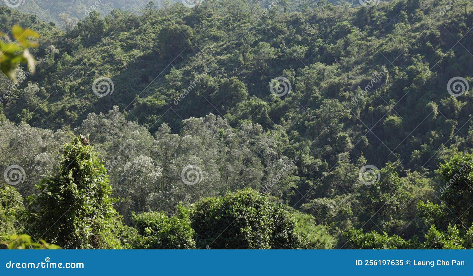 Greenery tree in forest stock image. Image of grass - 256197635