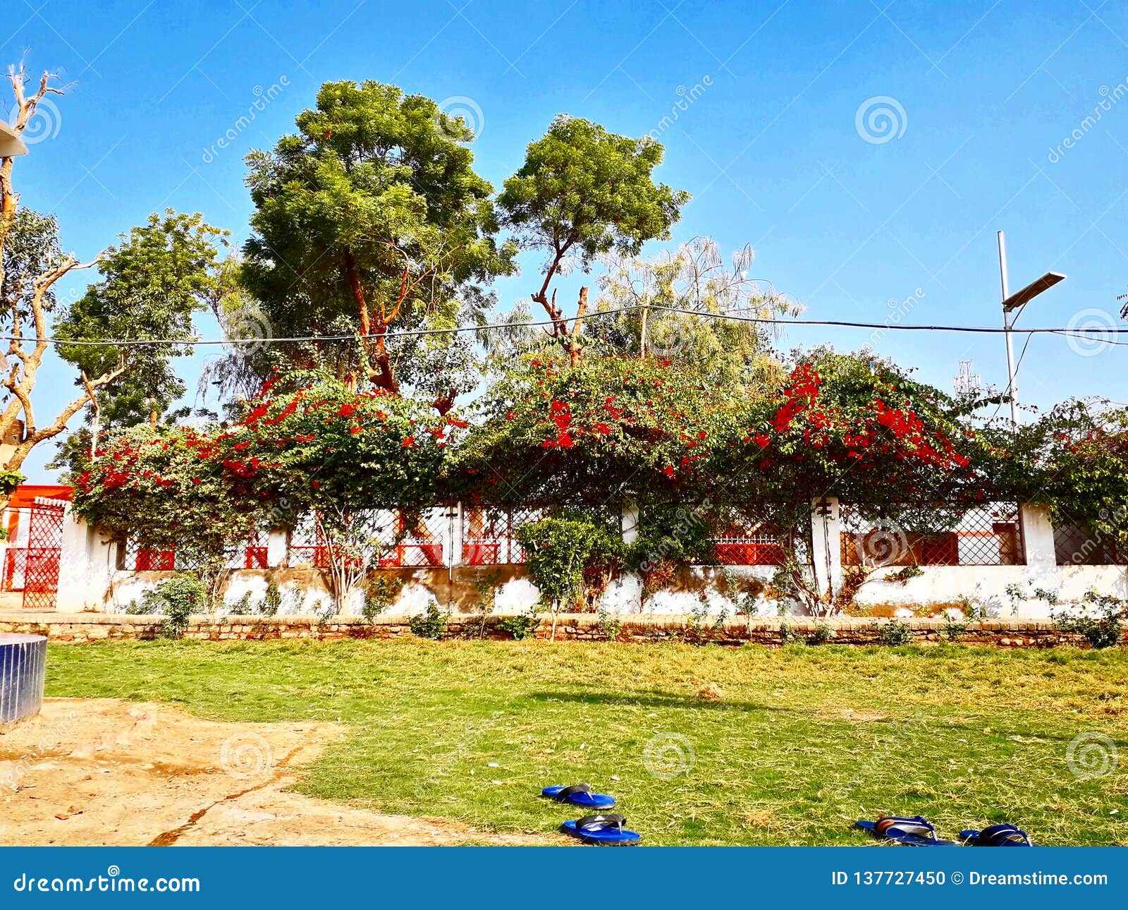 Greenery view stock photo. Image of view, green, park - 137727450