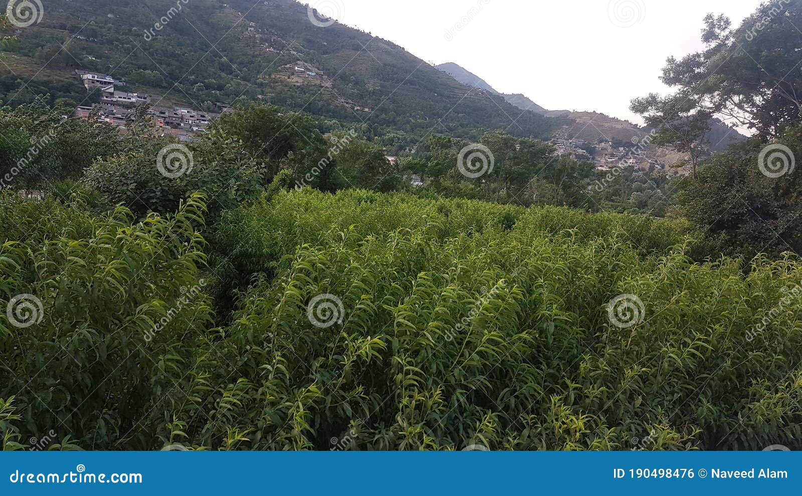 Peach Trees Greenery View of Swat Valley Plz Like Stock Photo - Image ...