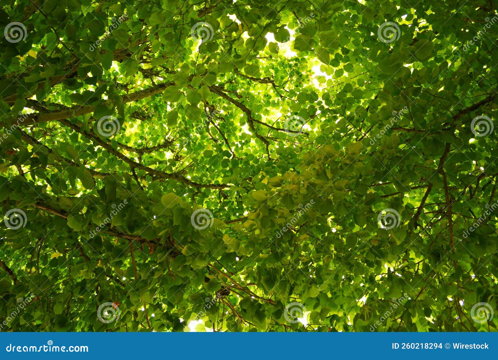 Greenery View of Trees Canopy with Sunlight Stock Photo - Image of ...