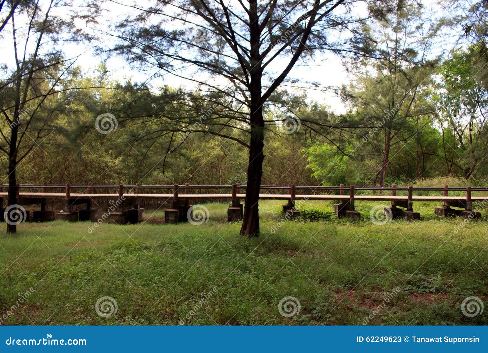 Greenery walkway with pine stock image. Image of natural - 62249623