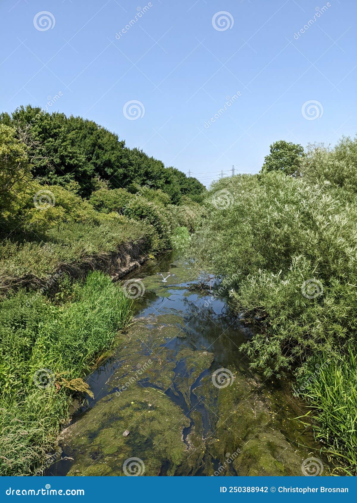 Greenery and Water at Tottenham Marshes Stock Photo - Image of water ...