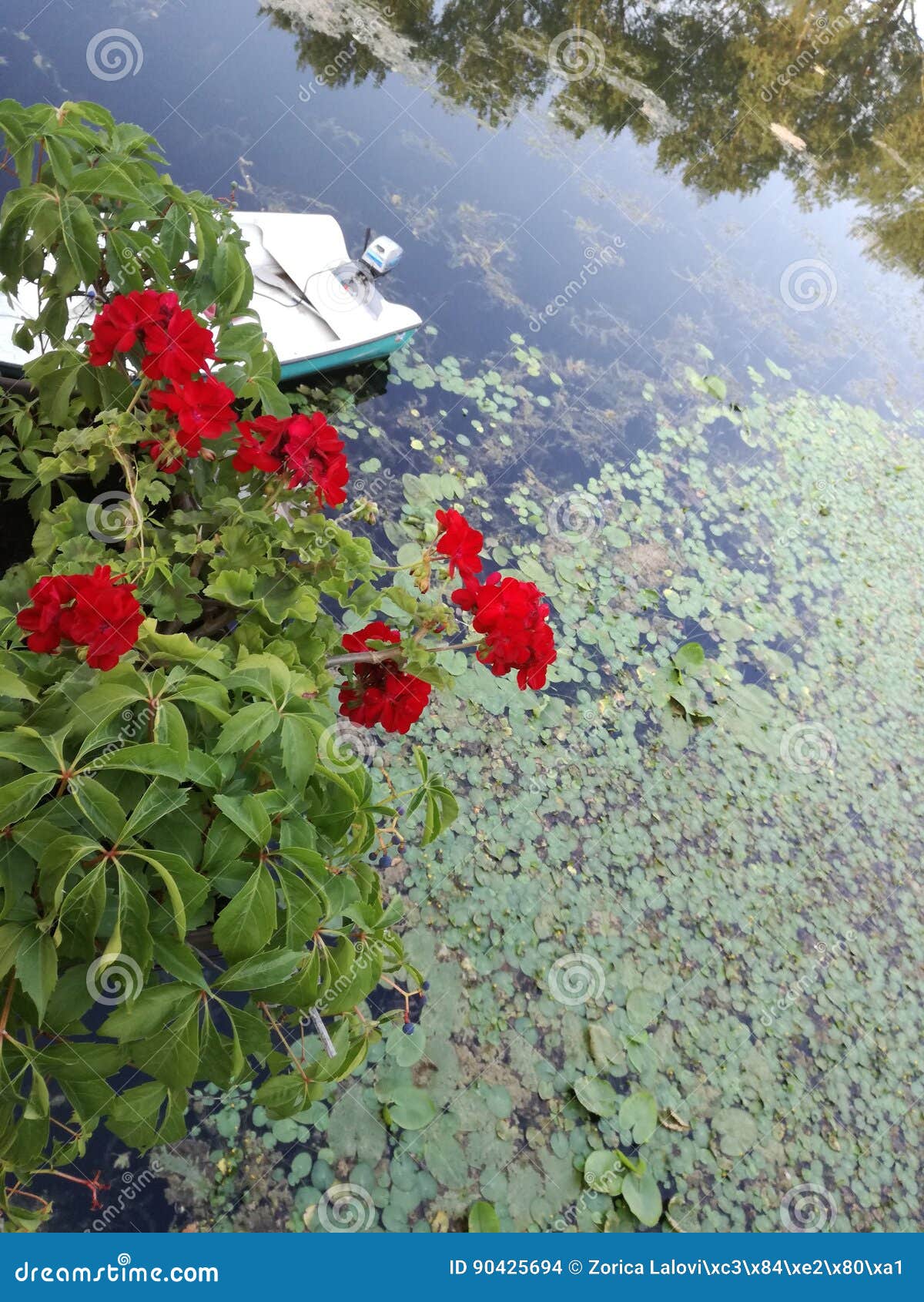 Greenery on water stock photo. Image of view, water, greenery - 90425694