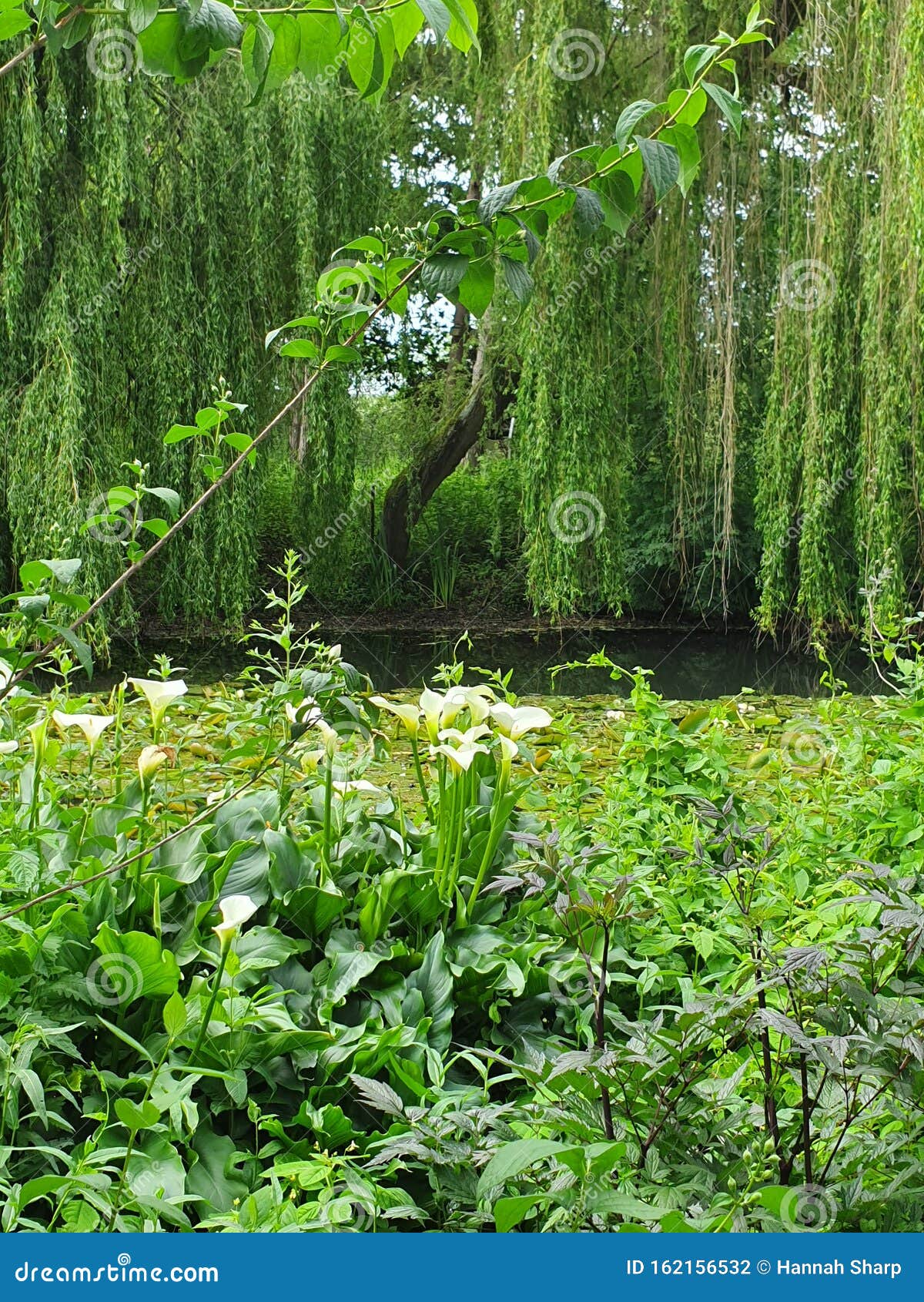 Greenery stock photo. Image of greenery, water, willow - 162156532