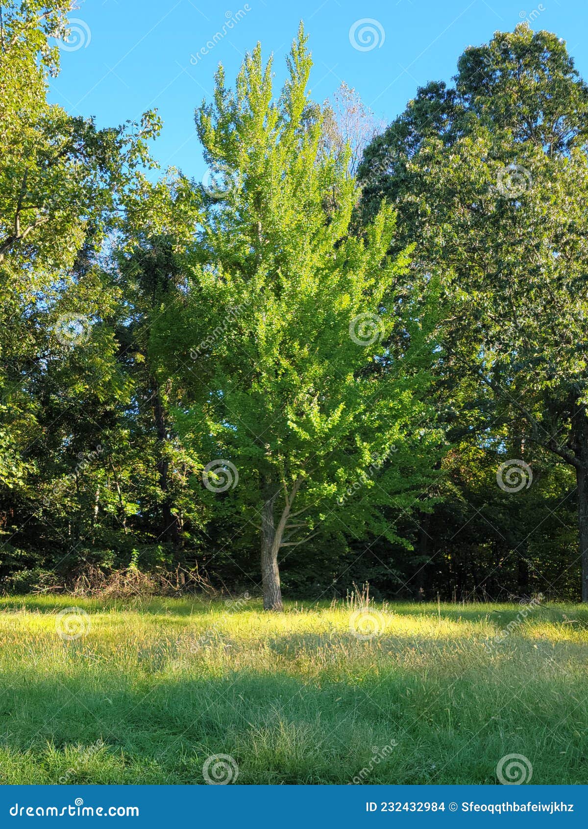 The Greenest Tree stock photo. Image of plant, shrub - 232432984