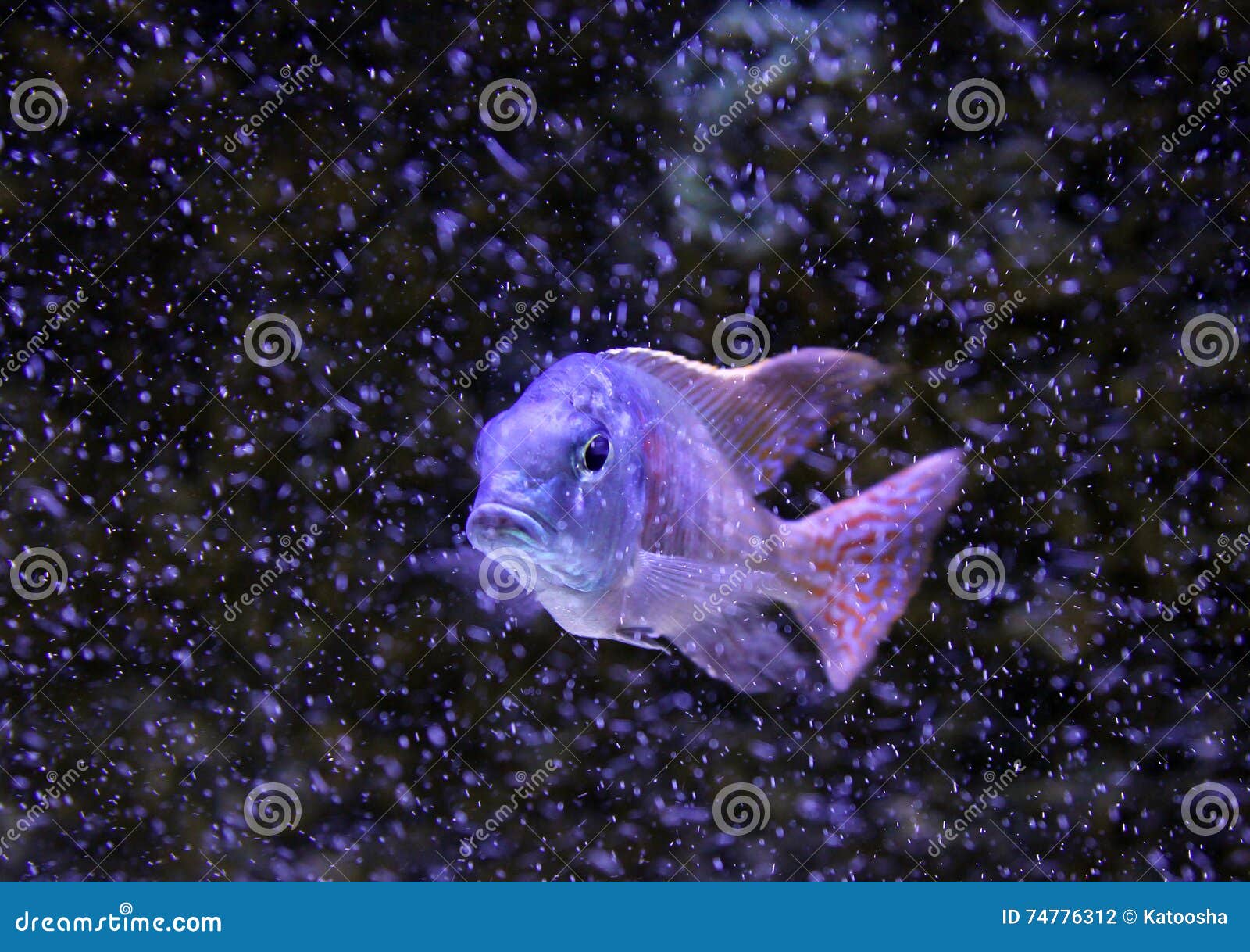 Lethrinops Stock Photos - Free & Royalty-Free Stock Photos from Dreamstime