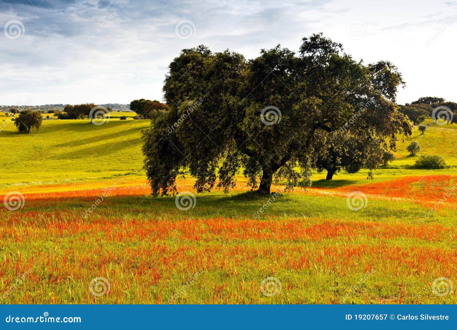 Greenfield at the Beginning of Spring. Stock Image - Image of clouds ...