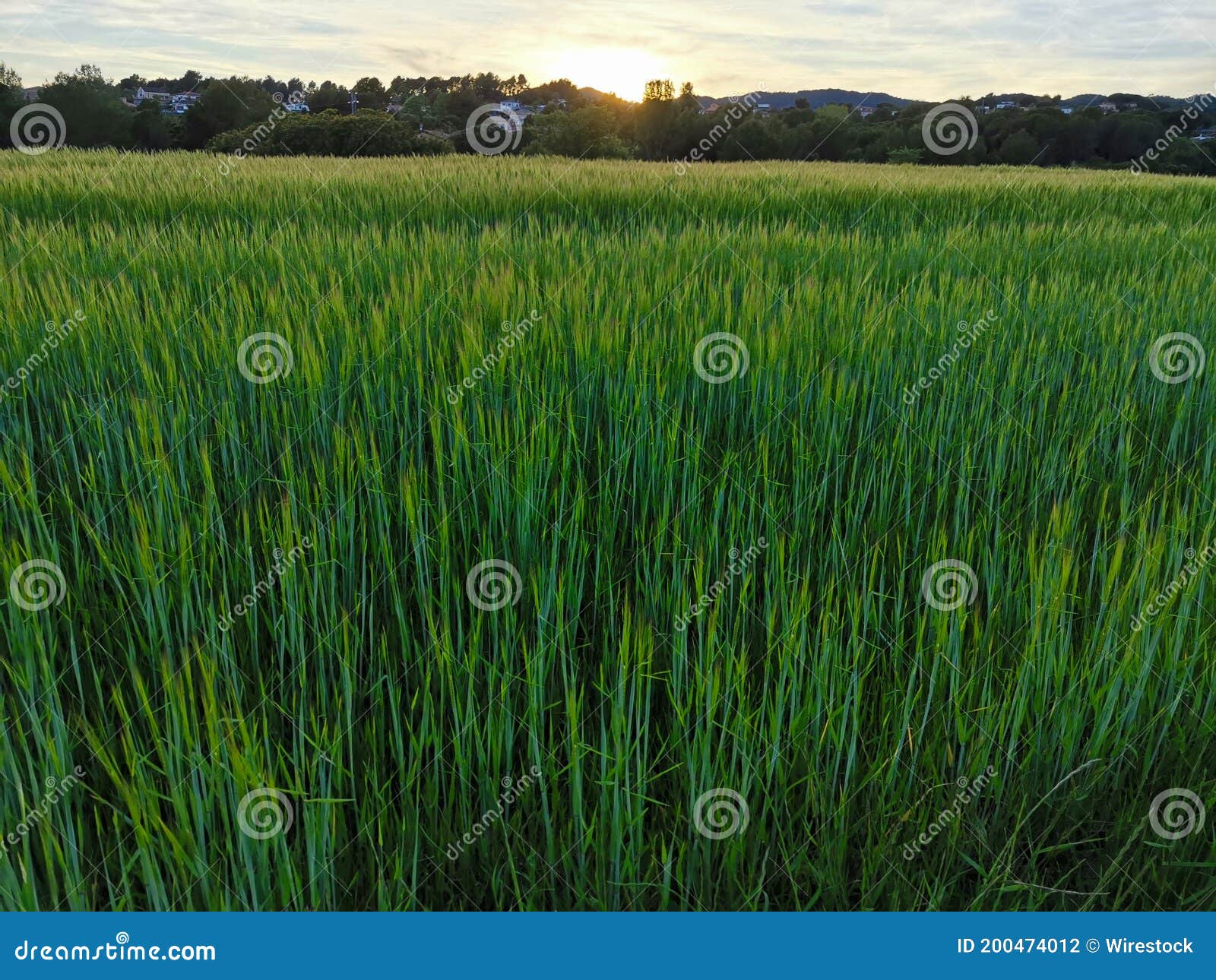 Greenfield Covered with Lush Fresh Grass Stock Photo - Image of growth ...