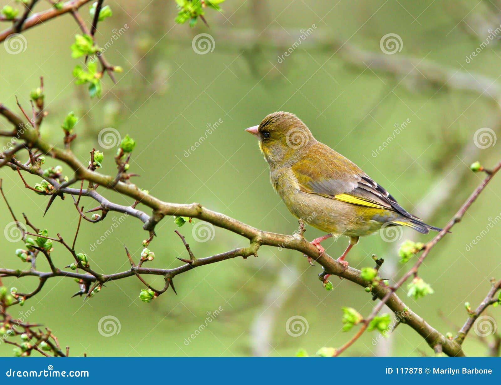 The Greenfinch stock photo. Image of endangered, carduelis - 117878