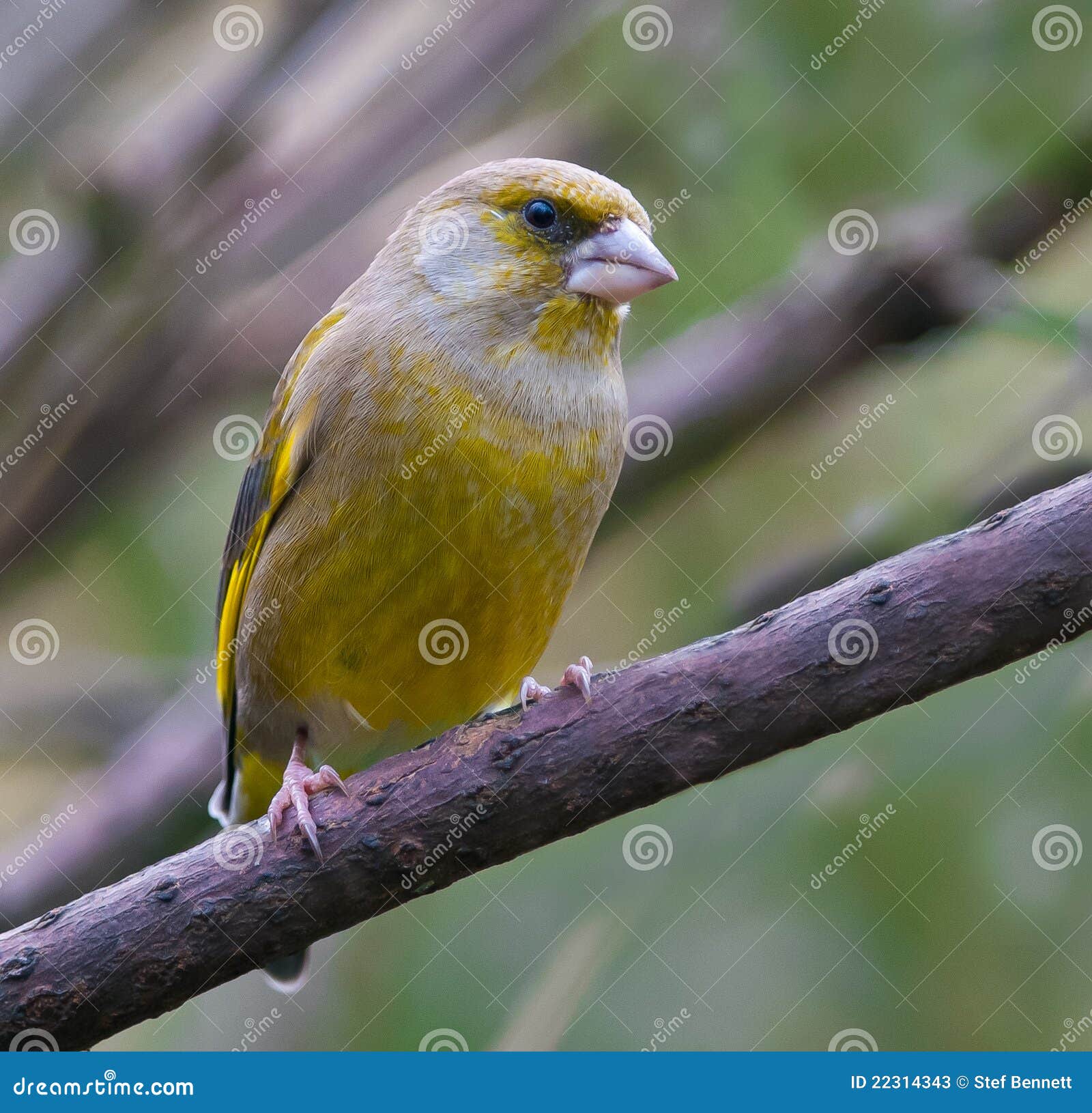 Greenfinch stock image. Image of yellow, finch, feathers - 22314343