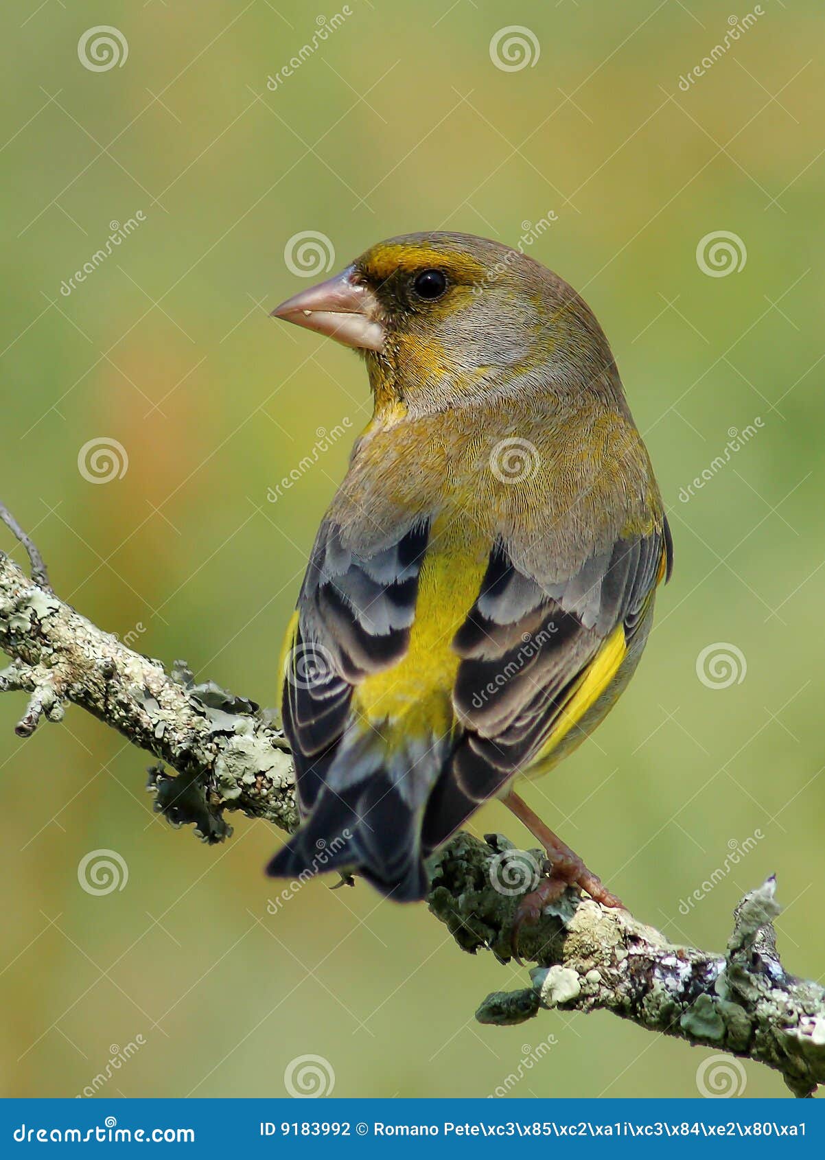 Greenfinch stock photo. Image of outdoor, spring, finch - 9183992