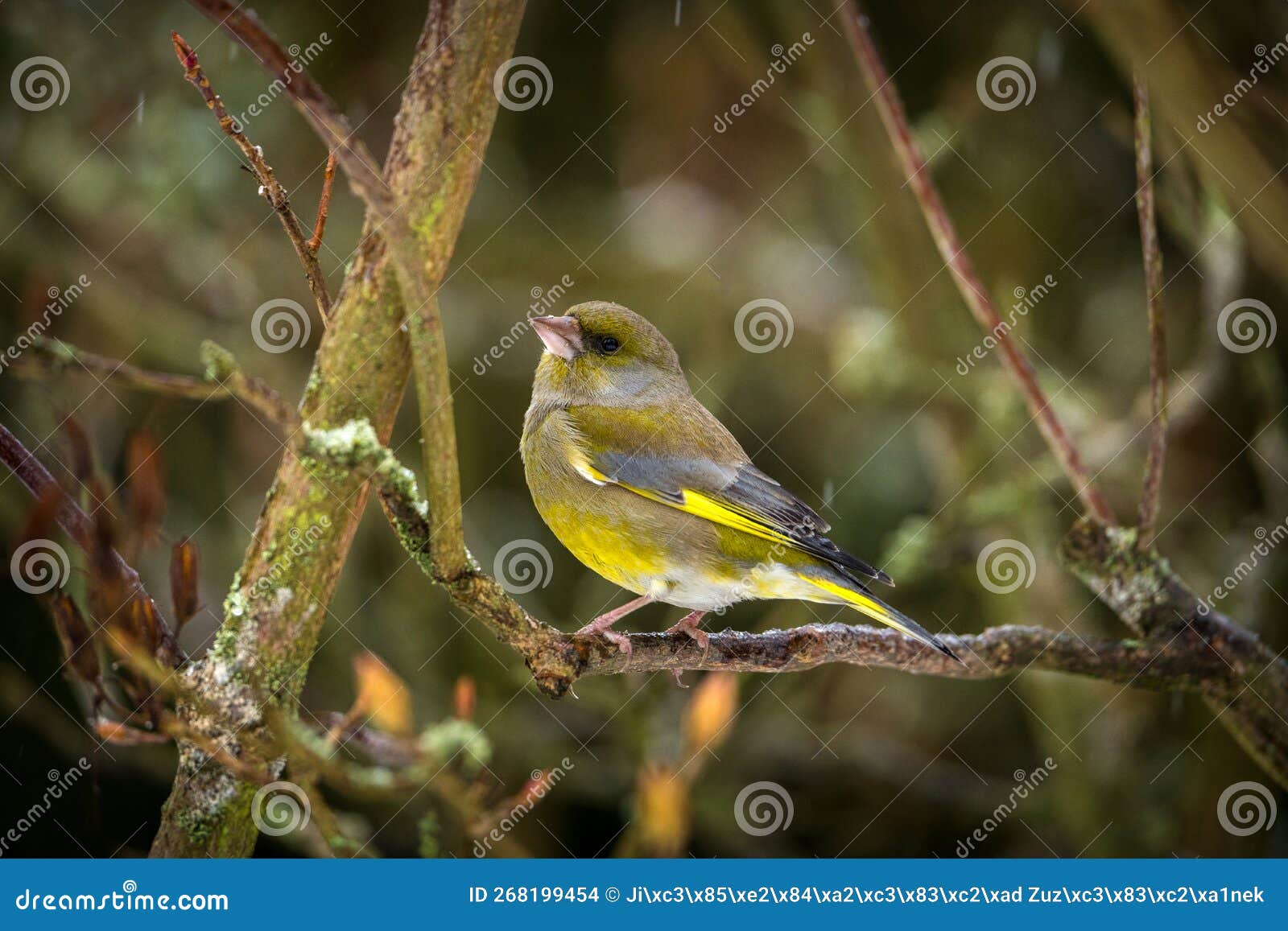 Greenfinch Bird on the Banch in Winter Stock Photo - Image of bird ...