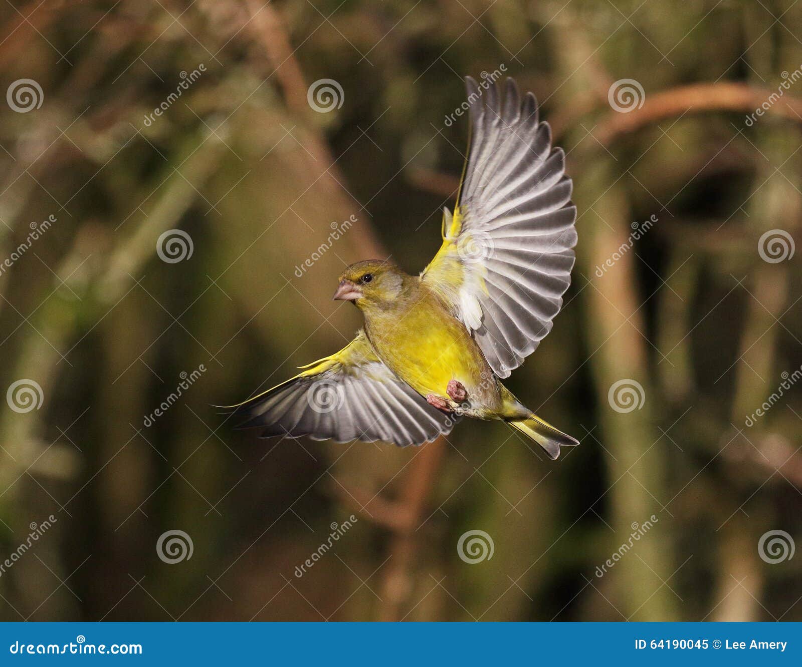 136 Greenfinch Flying Stock Photos - Free & Royalty-Free Stock Photos ...
