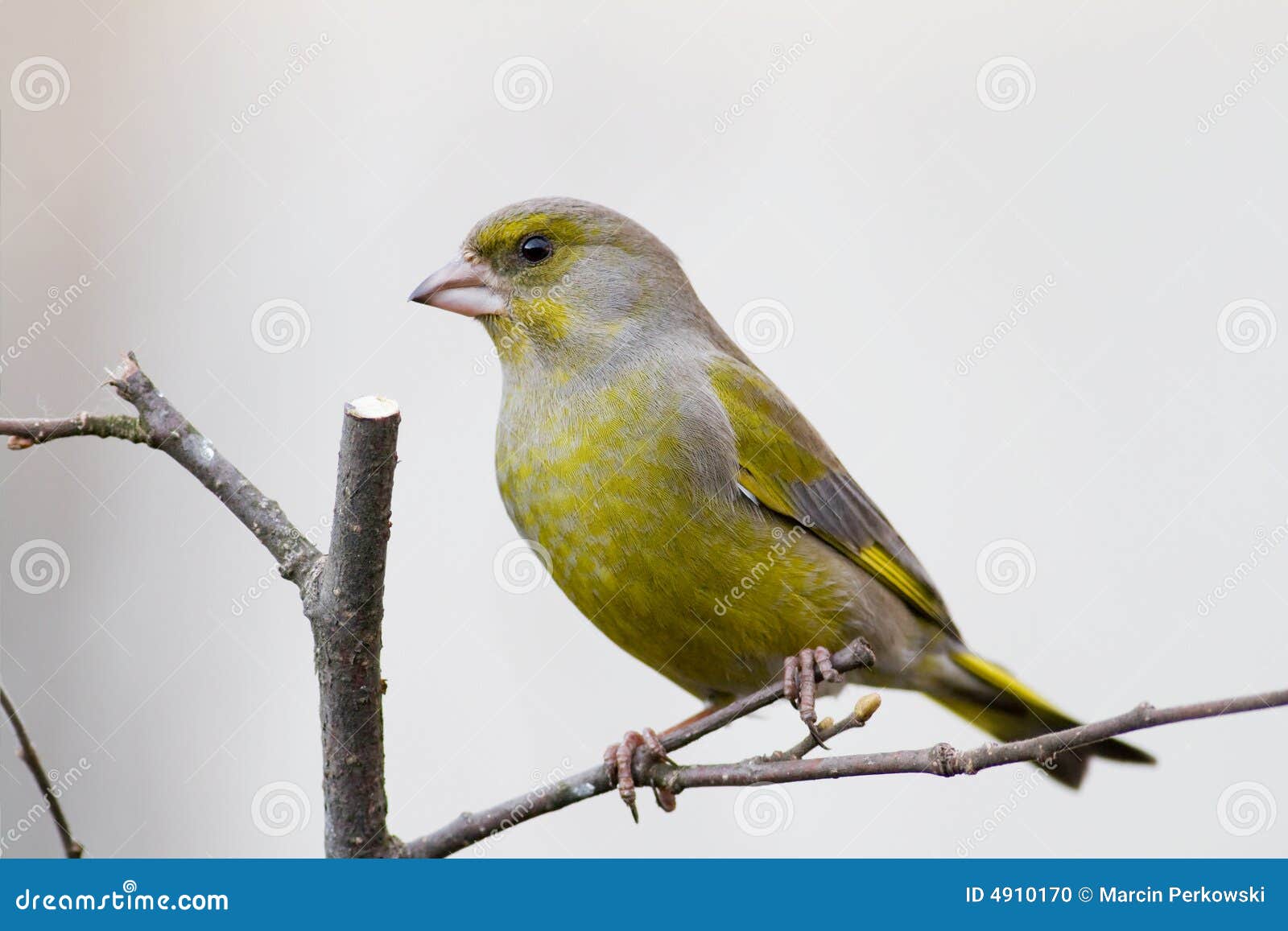 Greenfinch (chloris Carduelis) Stock Foto - Image of ornithologie, boom ...