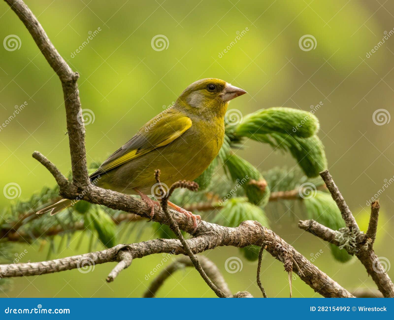 Greenfinch Perched on the Tree Branch Stock Photo - Image of animal ...