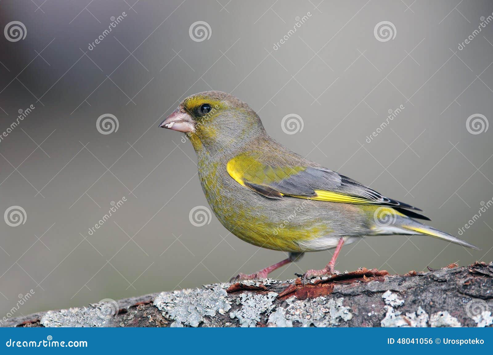 Greenfinch stock photo. Image of greenfinch, bird, green - 48041056