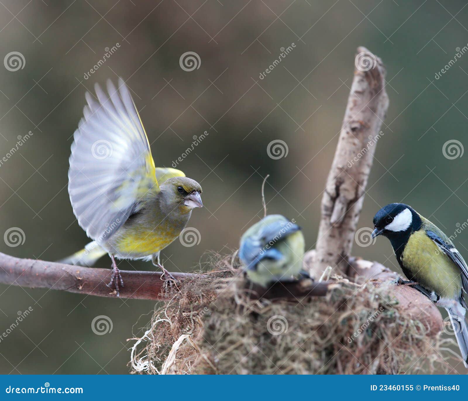 Greenfinch and Uninvited Guests Stock Image - Image of nature, look ...