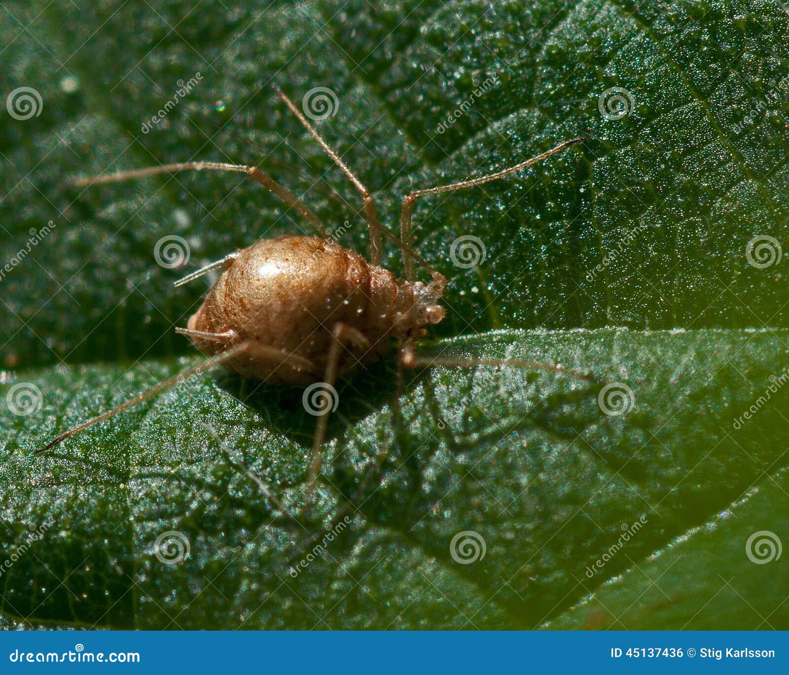 Greenfly Aphidoidea stock photo. Image of homoptera, close - 45137436