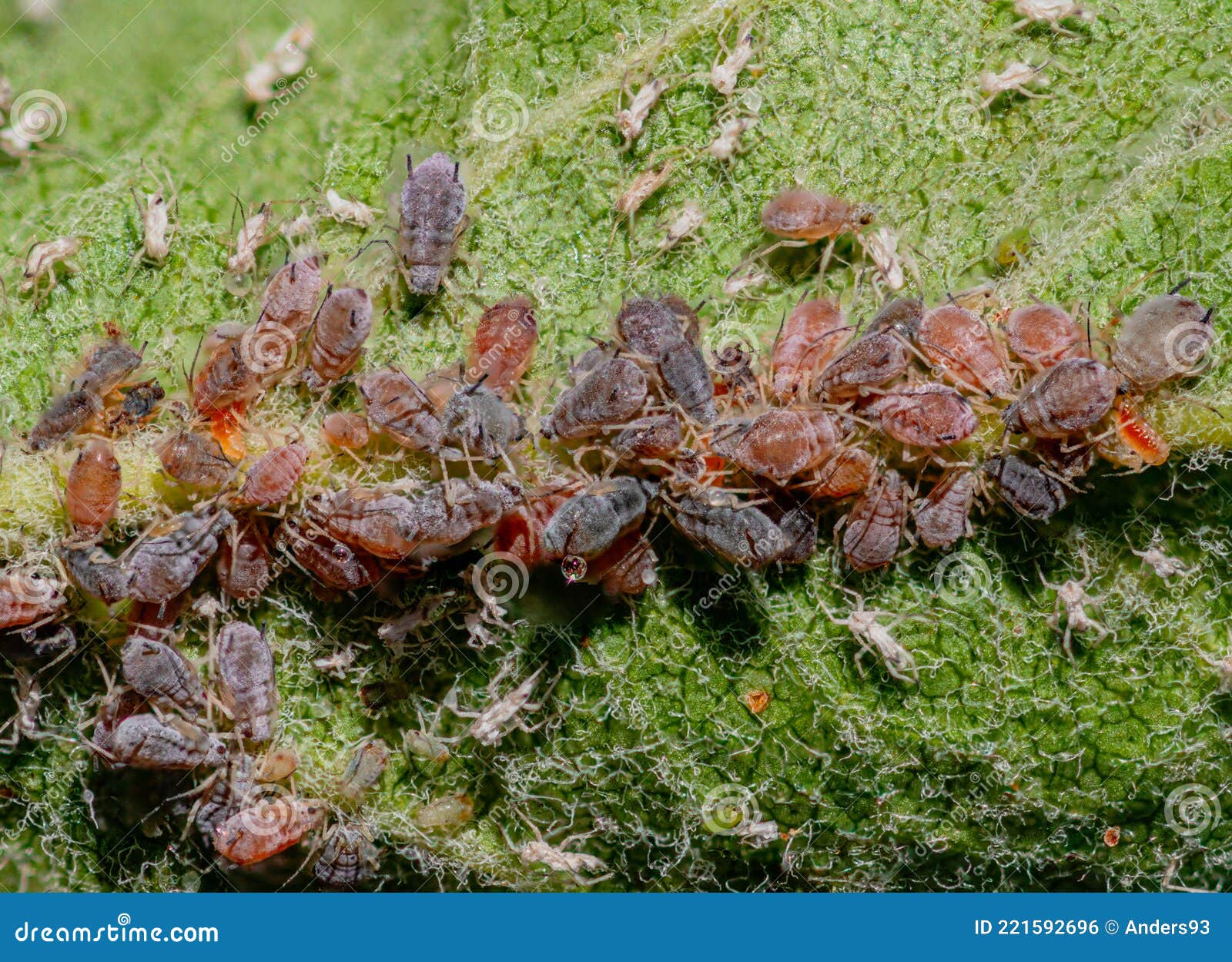 Greenfly Feeding On An Apple Tree Leaf Stock Photo | CartoonDealer.com ...