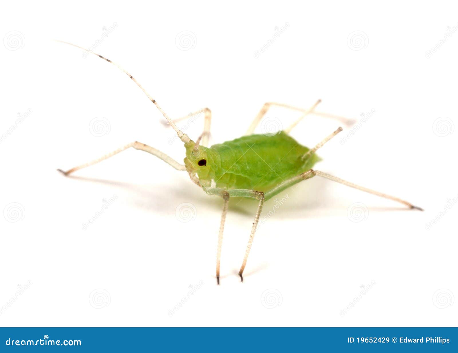 Greenfly on White stock image. Image of parasite, nature - 19652429