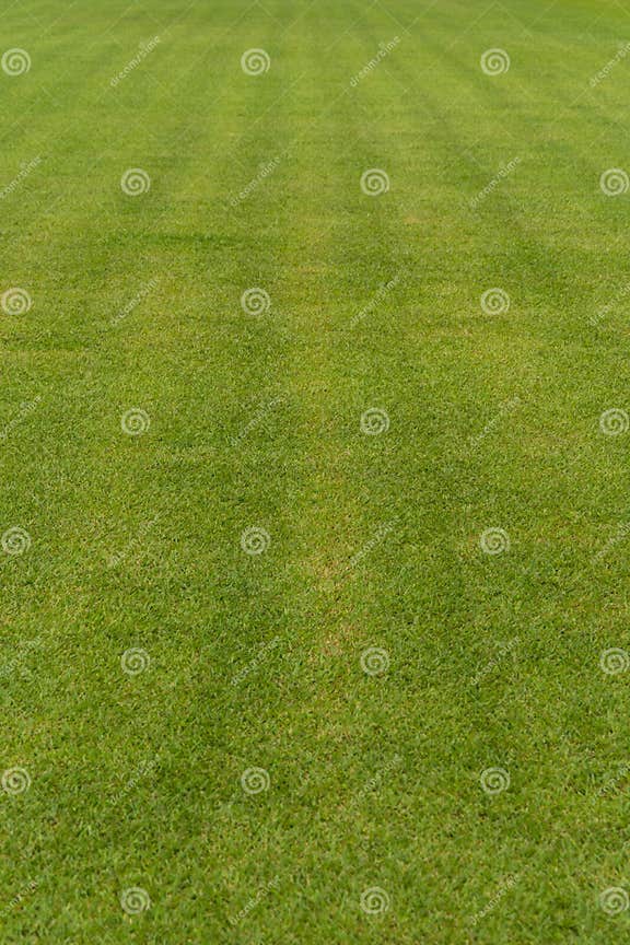 Greengrass stock image. Image of abstract, growth, field - 44487003