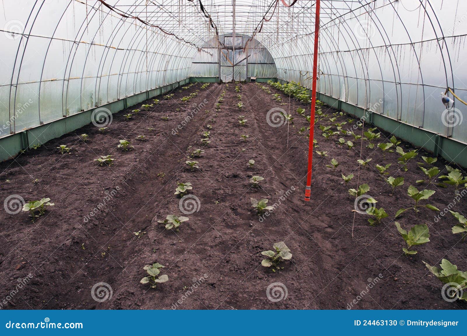 Greenhouse stock photo. Image of plant, horticulture - 24463130