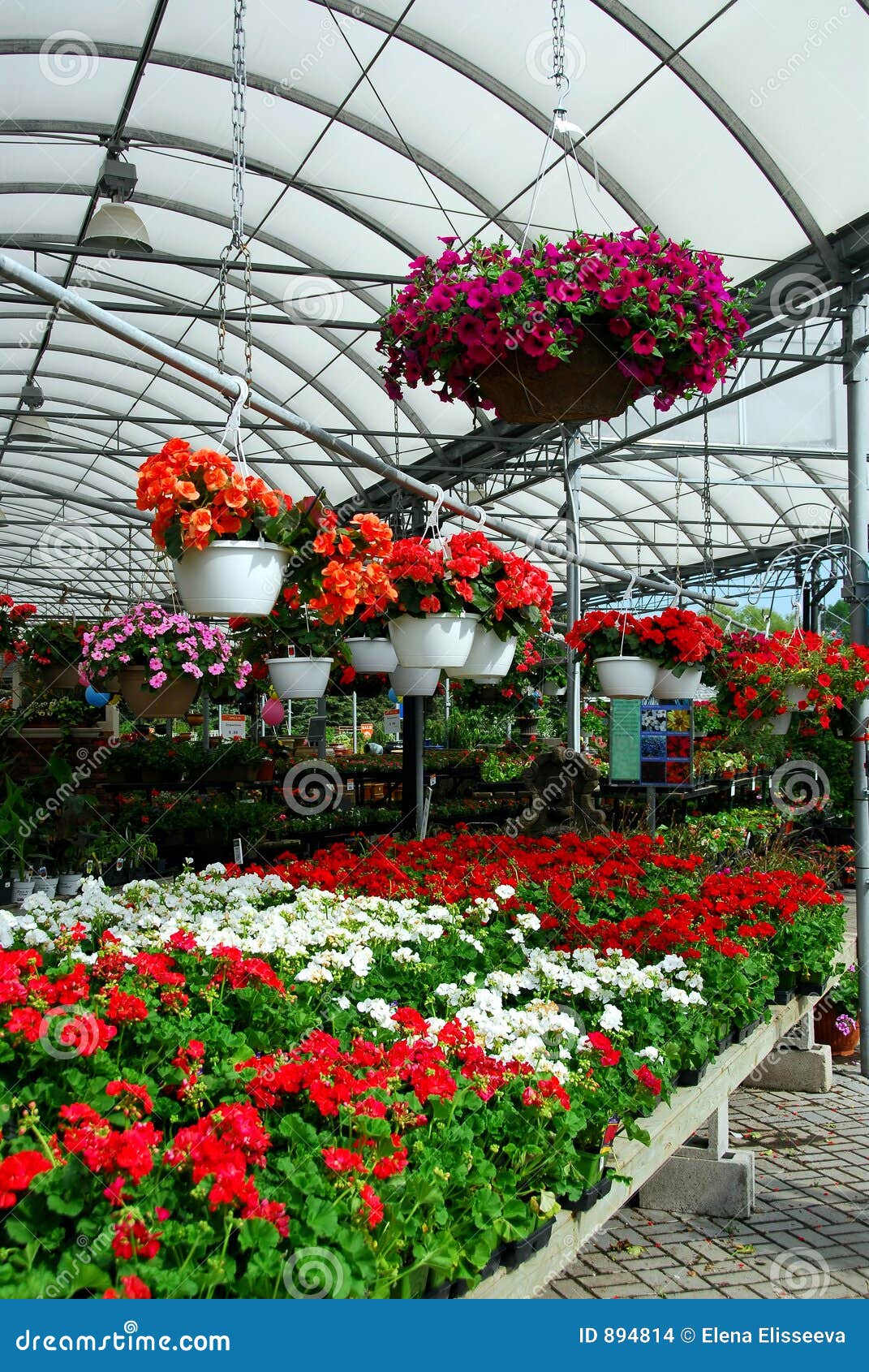 Greenhouse stock photo. Image of flowers, cultivate, gardening - 894814