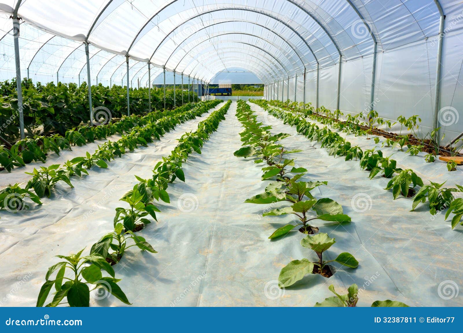 Greenhouse seedling crop stock image. Image of plant - 32387811
