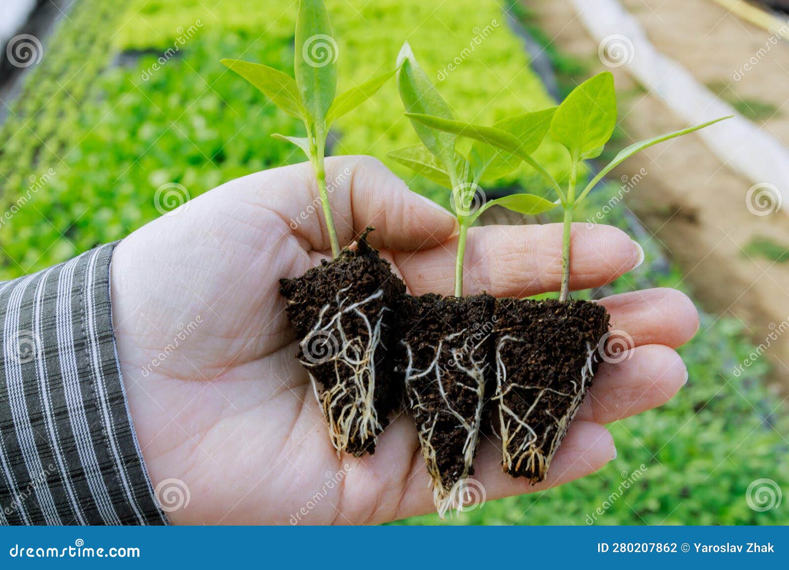 Root System of a Healthy Seedling is Crucial for Its Growth and ...