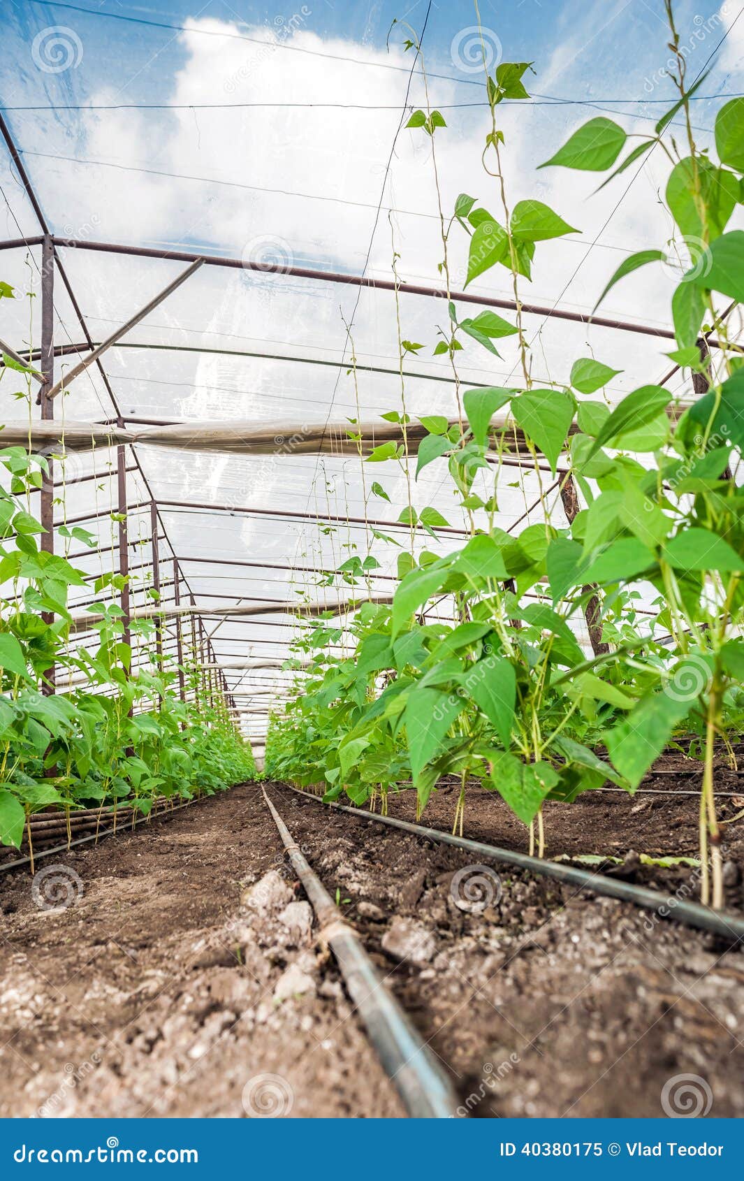 Greenhouse with Bean Plants Stock Image - Image of earth, garden: 40380175
