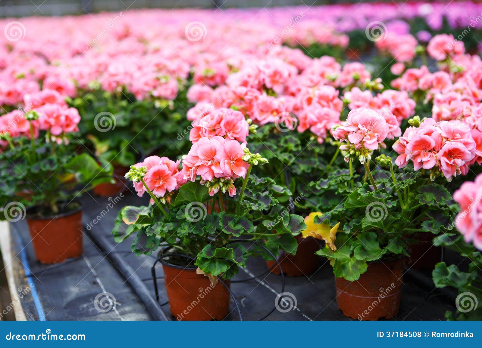 Greenhouse with Blooming Geranium Flowers Stock Photo - Image of ...