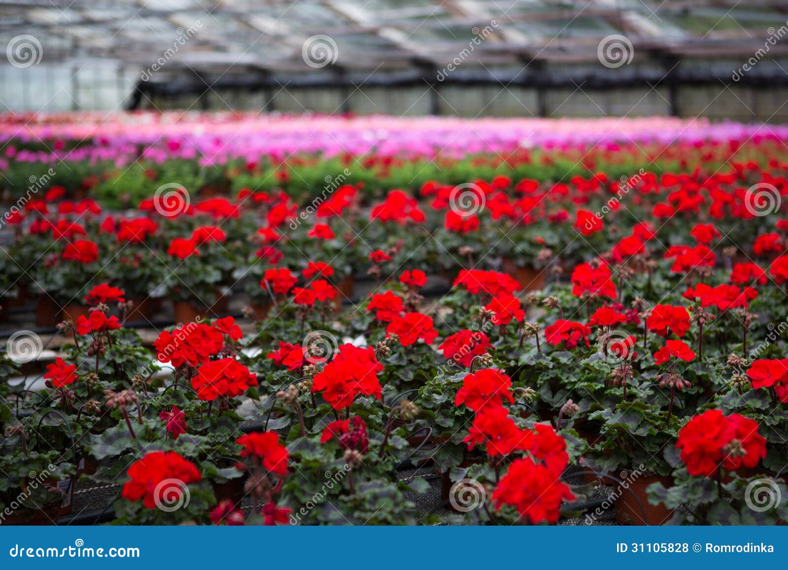 Greenhouse with Blooming Geranium Flowers Stock Photo - Image of inside ...