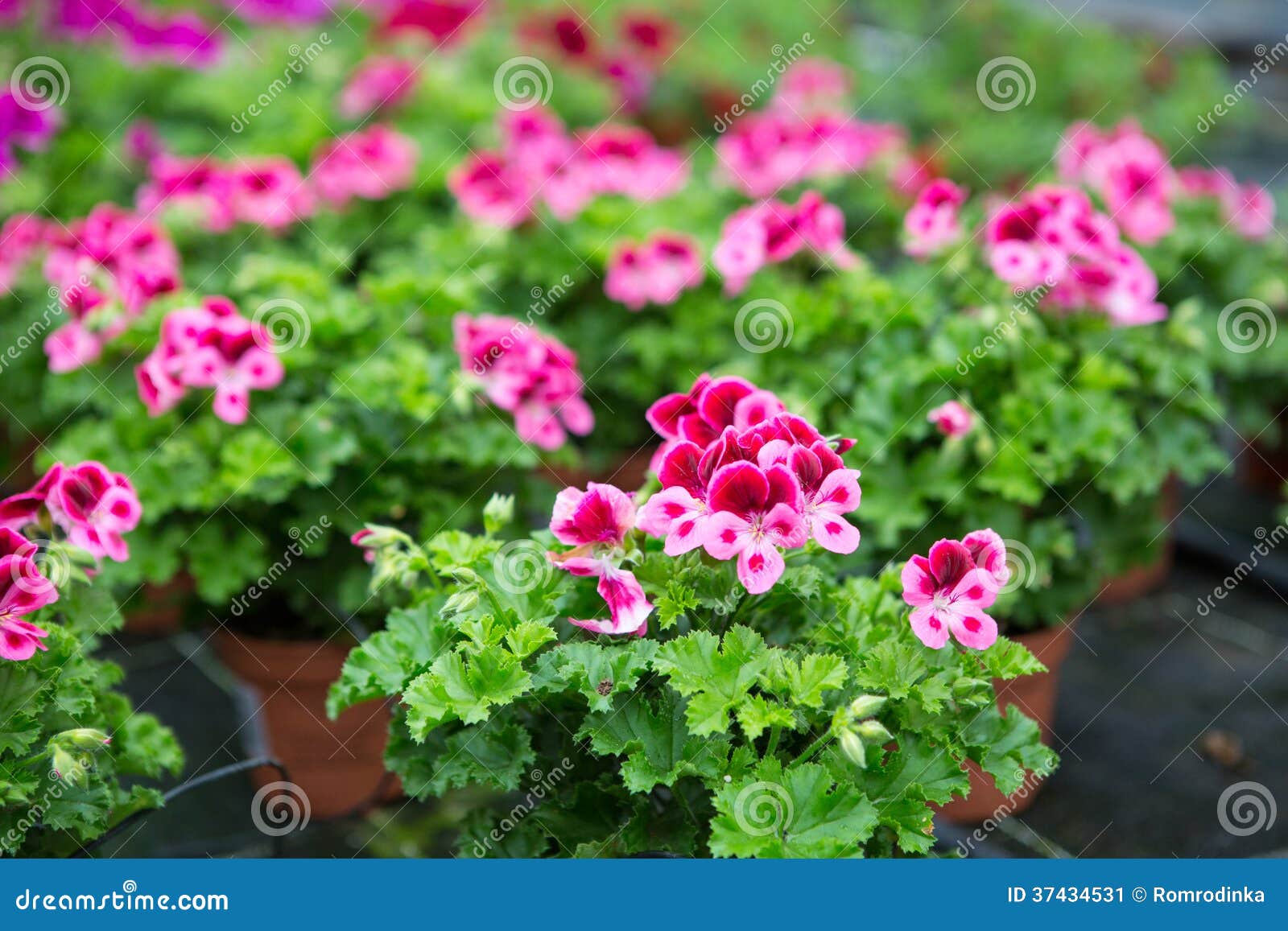 Greenhouse with Blooming Geranium Flowers Stock Image - Image of ...