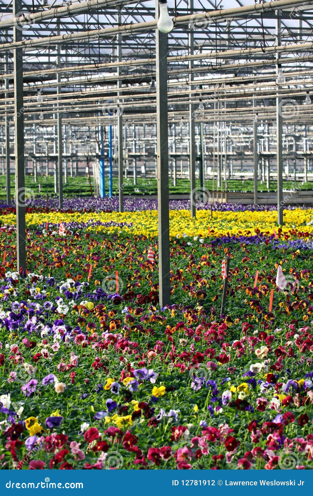 Greenhouse - colorful stock photo. Image of green, harvesting - 12781912