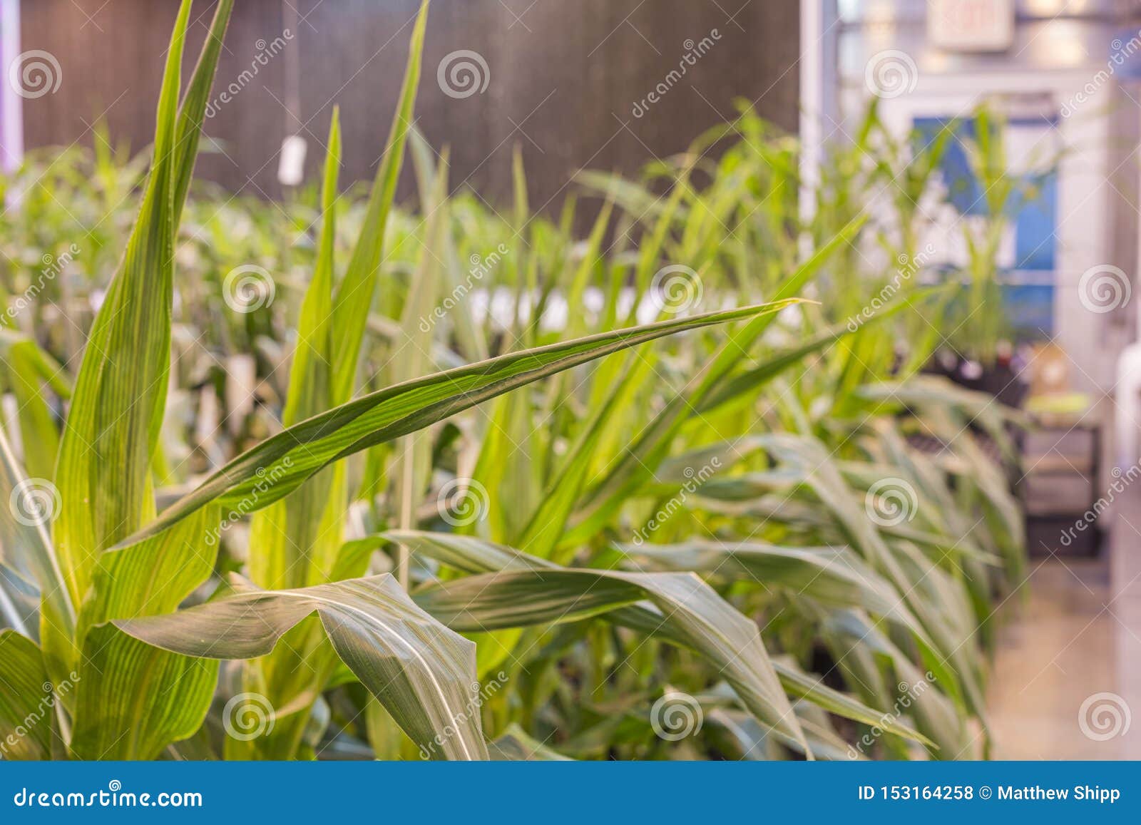 Greenhouse Corn Rows In Pots Royalty-Free Stock Photo | CartoonDealer ...