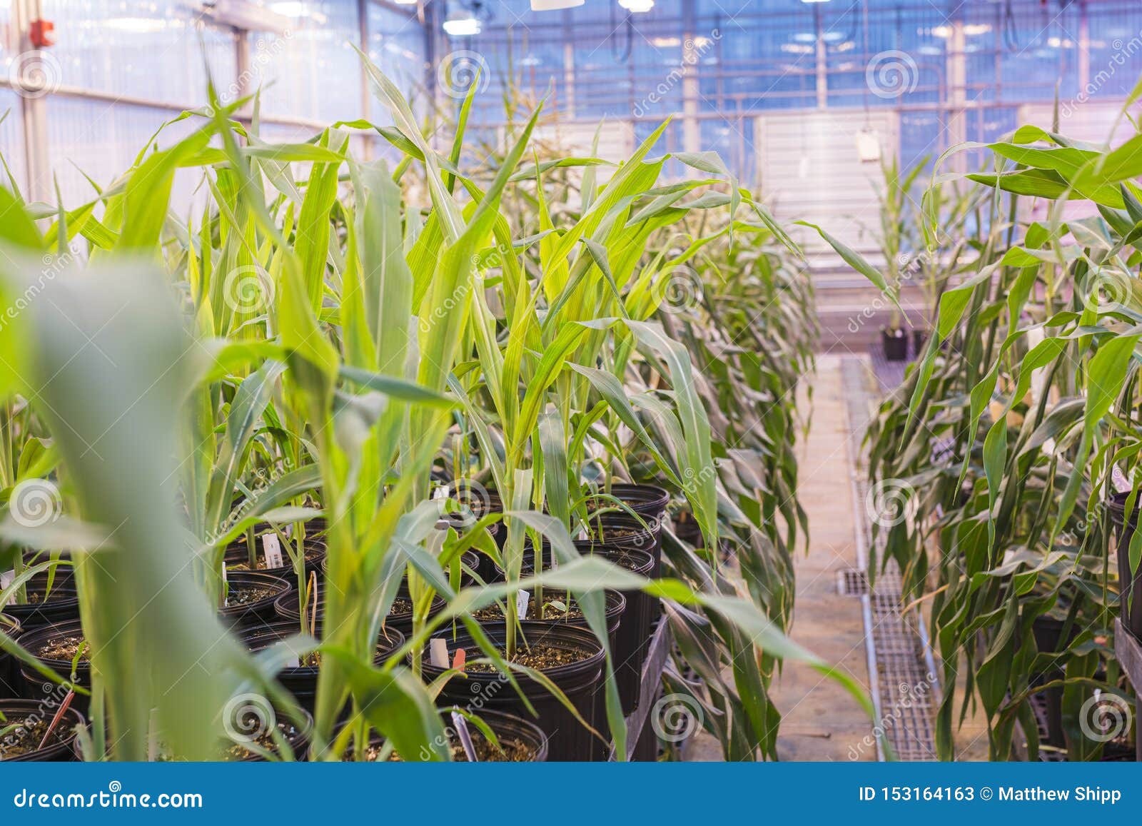 Greenhouse Corn Rows in Pots Stock Image - Image of group, greenhouse ...