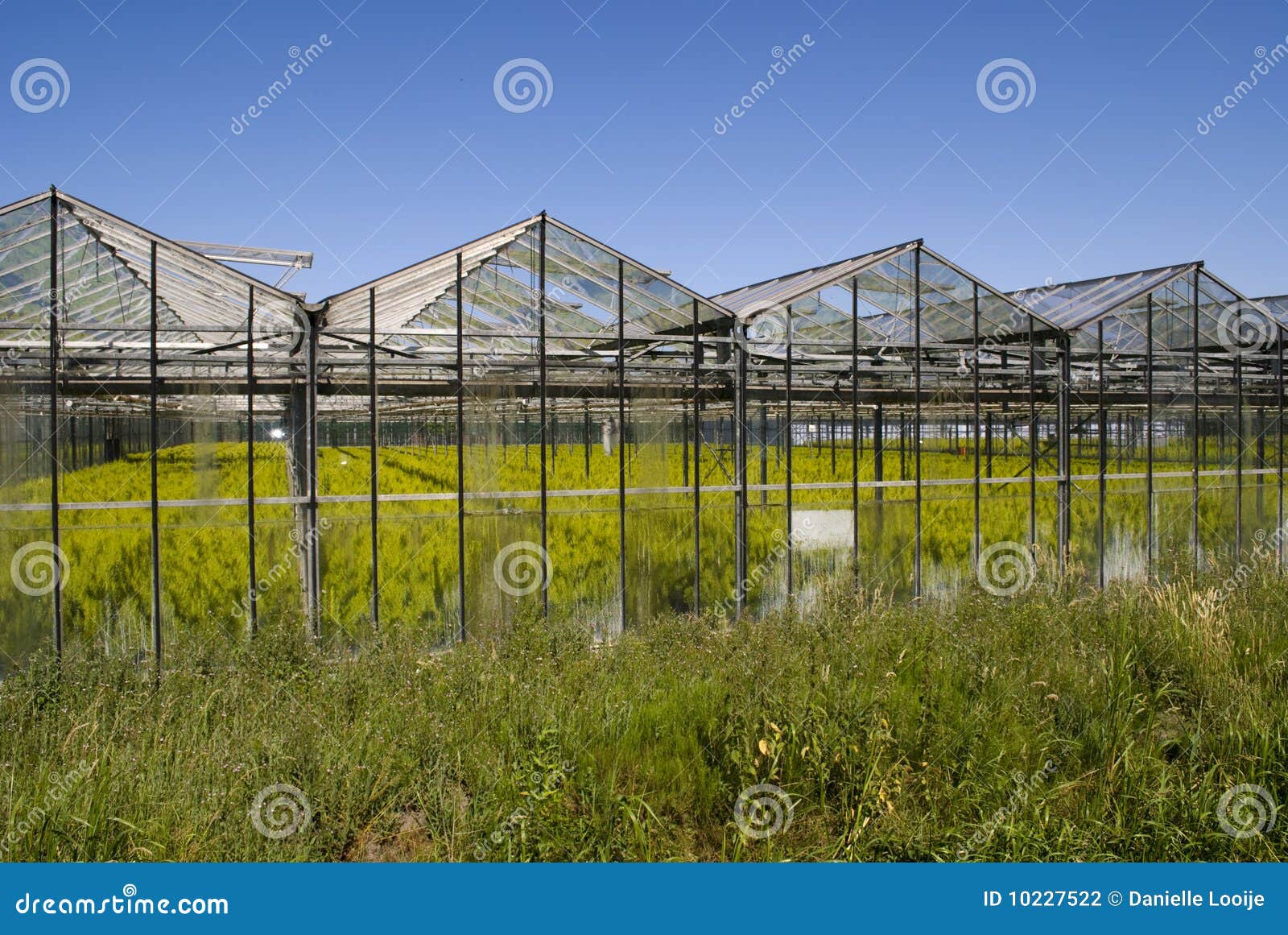 Greenhouse with crops stock photo. Image of grasses, crop - 10227522