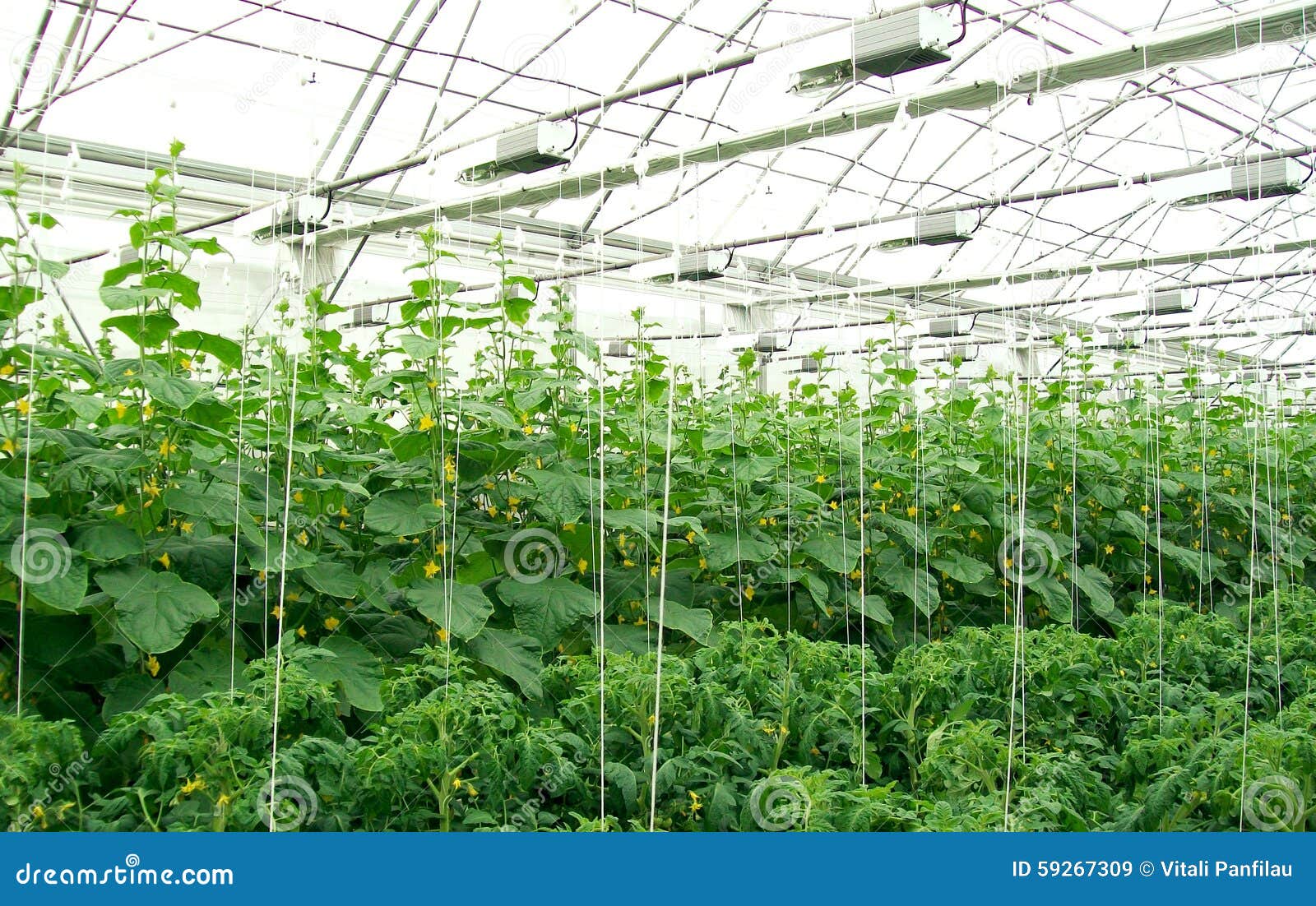 Greenhouse cucumbers stock image. Image of cultivation - 59267309