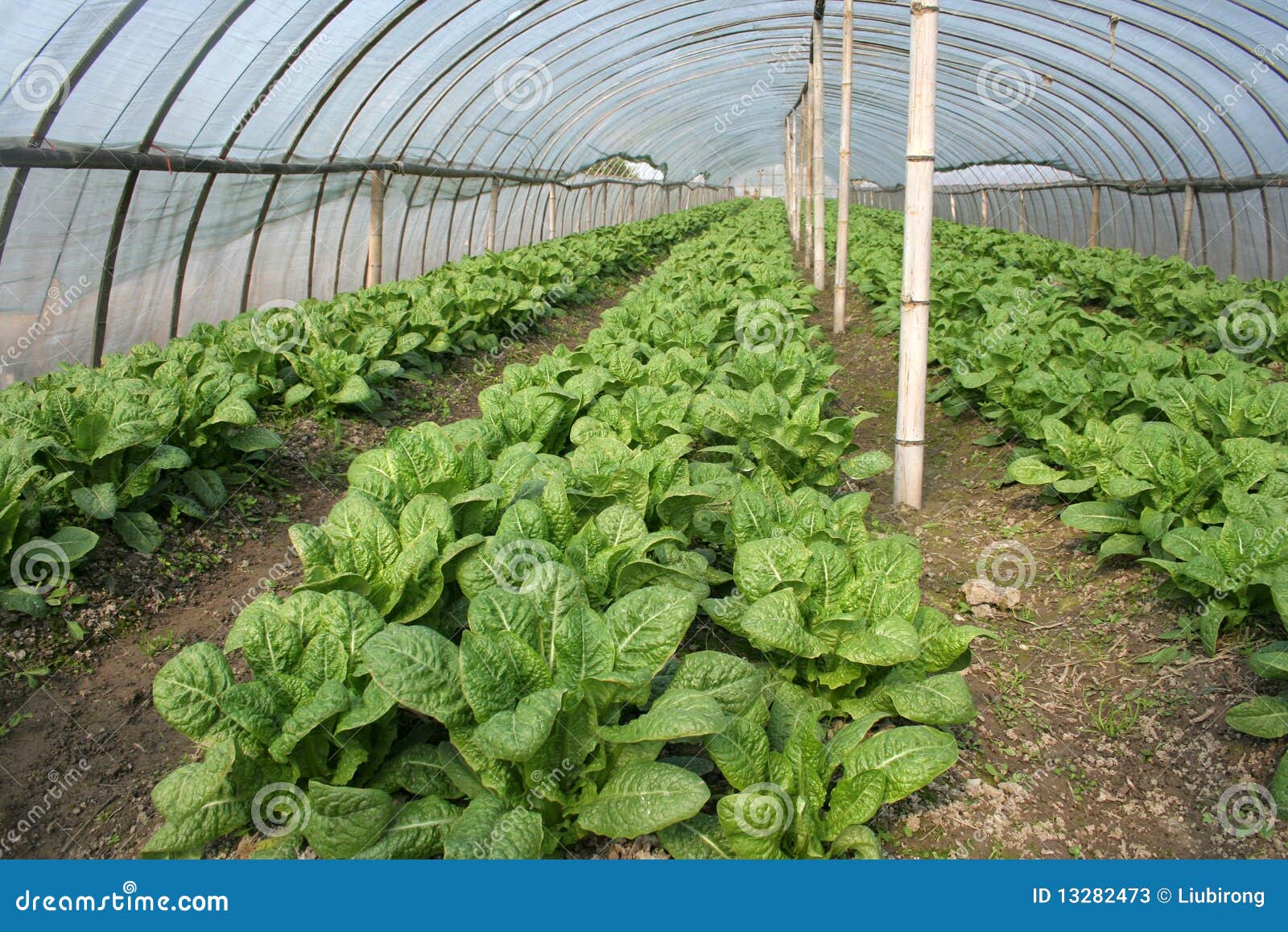 Greenhouse cultivation stock image. Image of plantation - 13282473