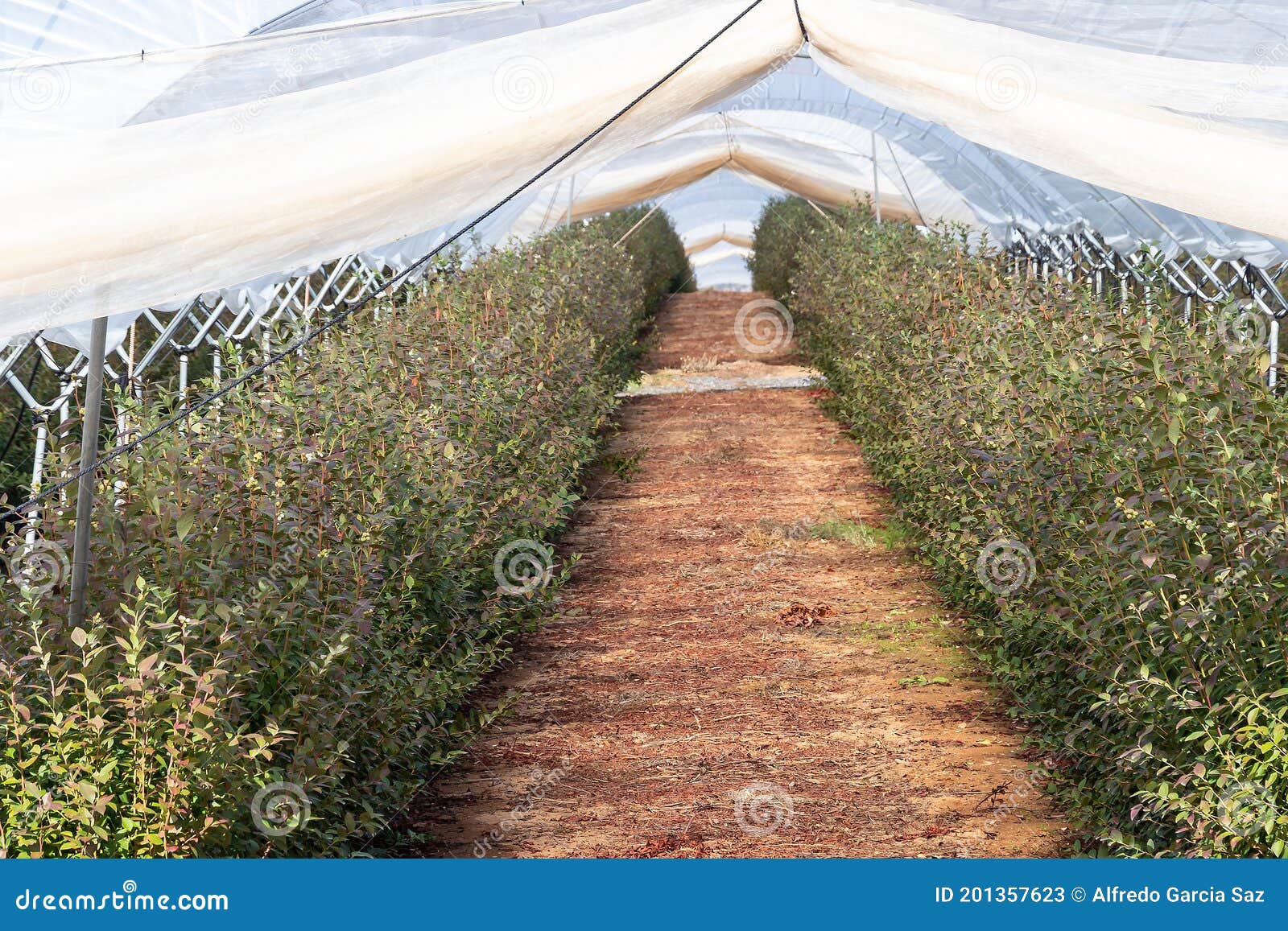 Greenhouse Cultivation of Blackberries. Rows of Blackberries in a ...