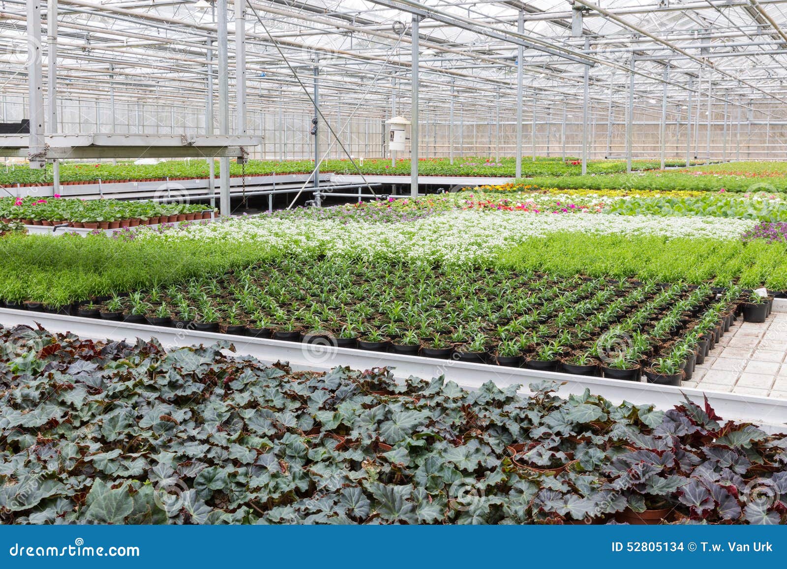 Greenhouse with Cultivation of Several Plants and Flowers Stock Photo ...