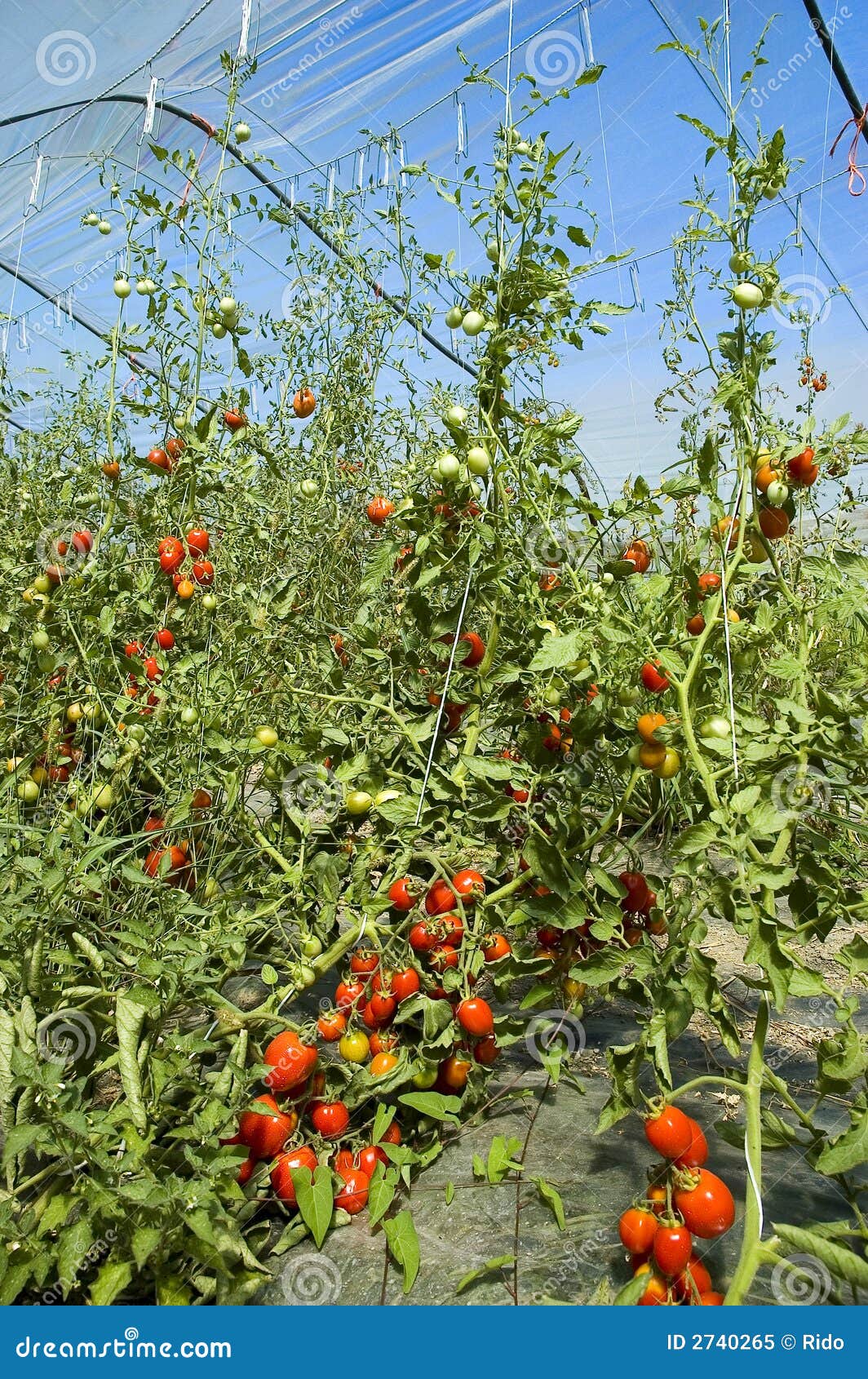 Greenhouse Cultivation Tomato Stock Image - Image of juicy, vegetable ...