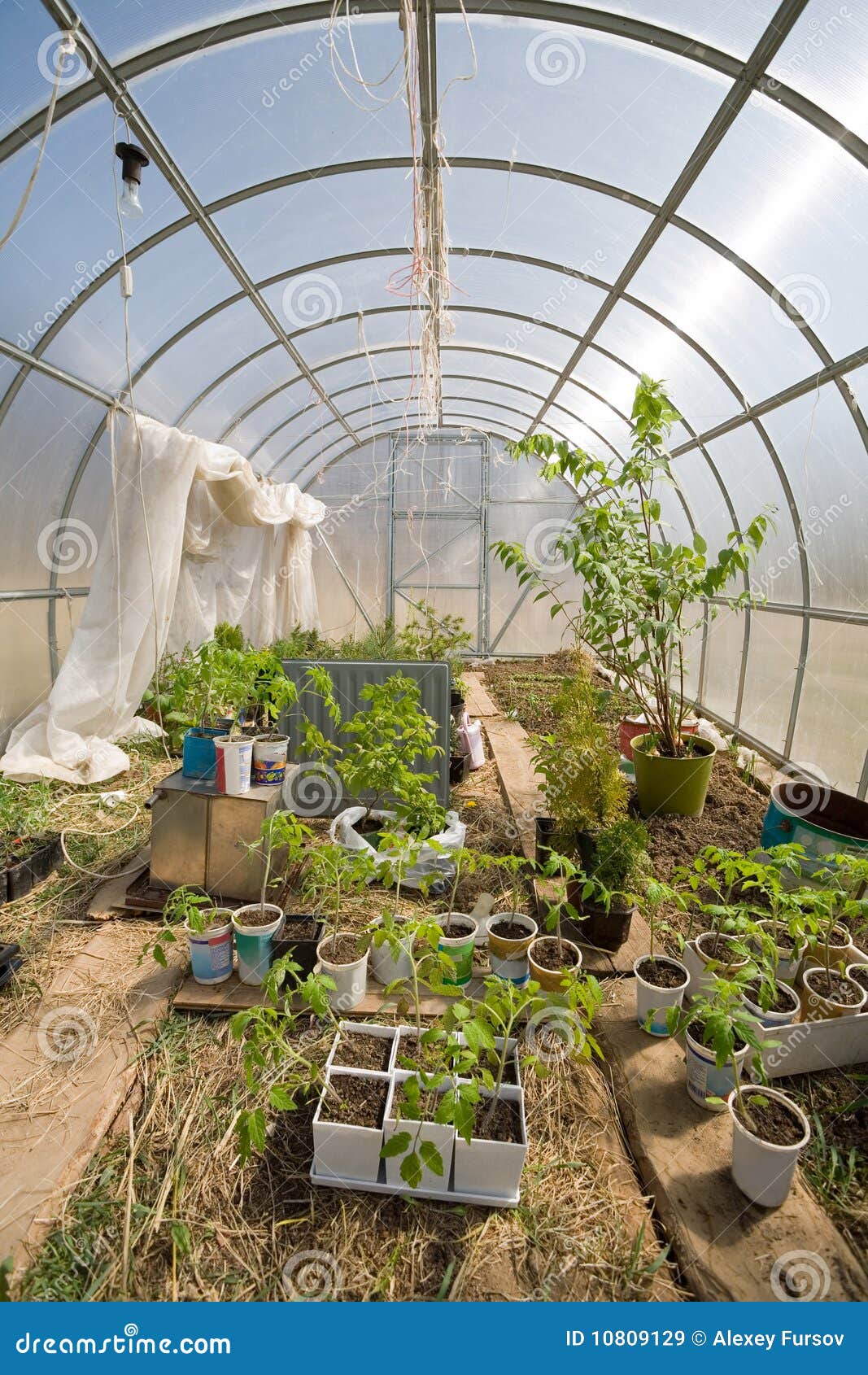 Greenhouse With Different Plants Royalty Free Stock Images - Image ...